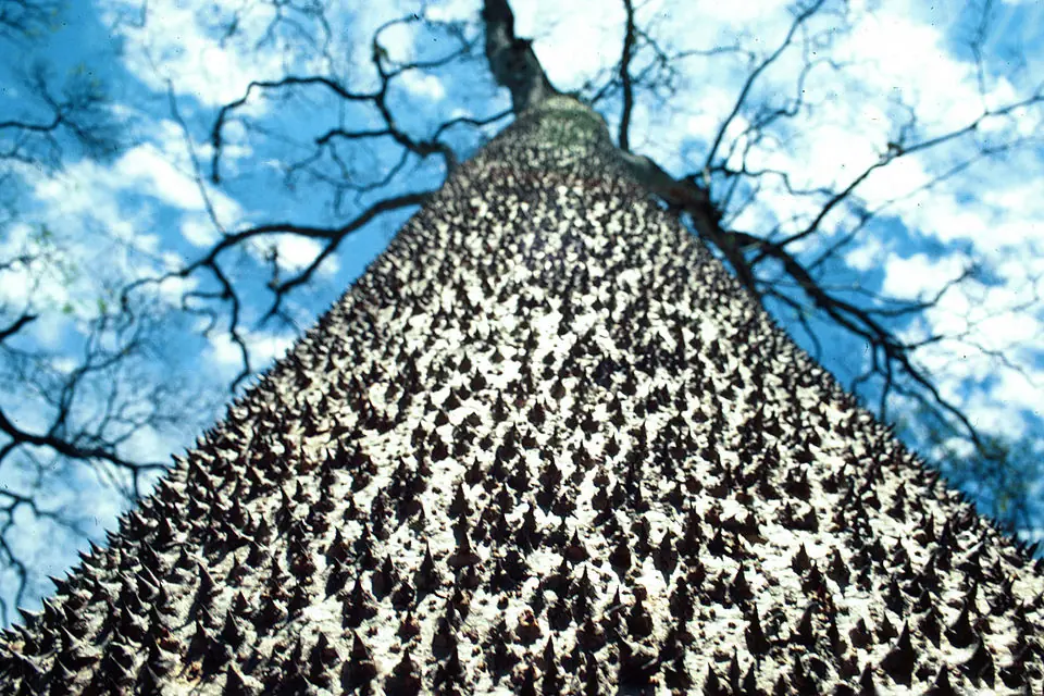 Sandbox Tree | Native Plants