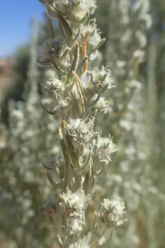 Winterfat | Native Plants