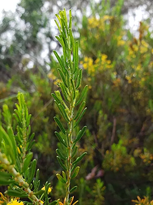 Native Plants - Acacia Lineata