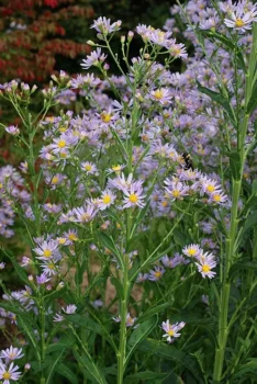 Tatarian Aster | Native Plants
