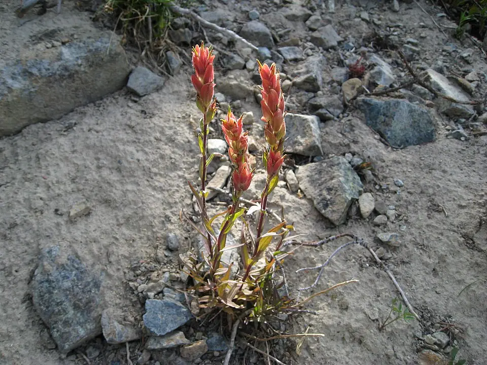 Wenatchee Indian Paintbrush | Native Plants
