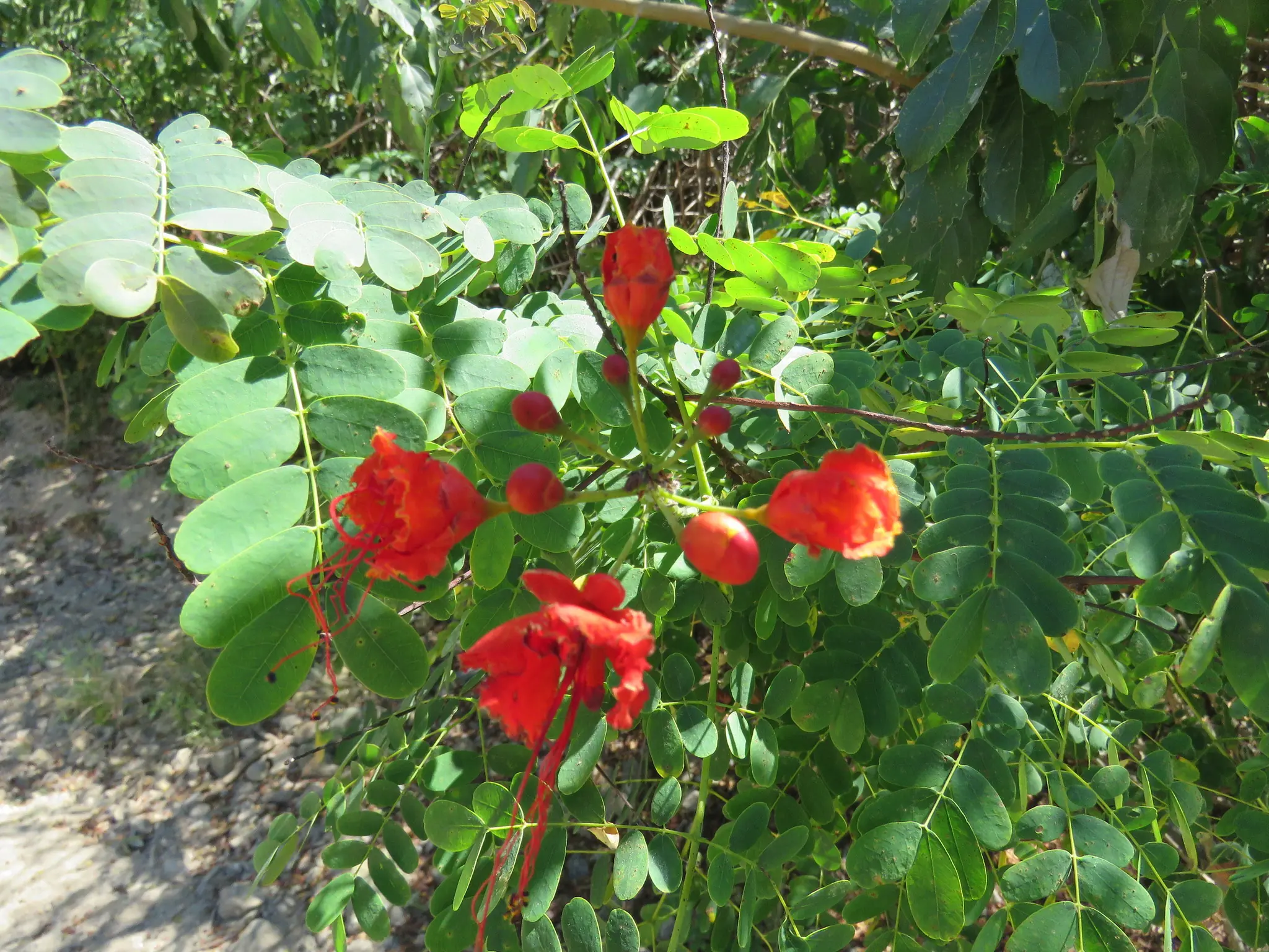 Pride-of-barbados | Native Plants
