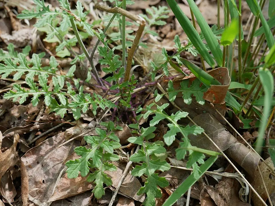 Native Plants - Star-mustard