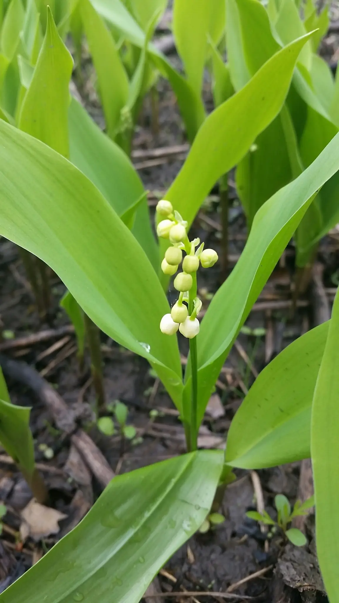Native Plants - European Lily Of The Valley