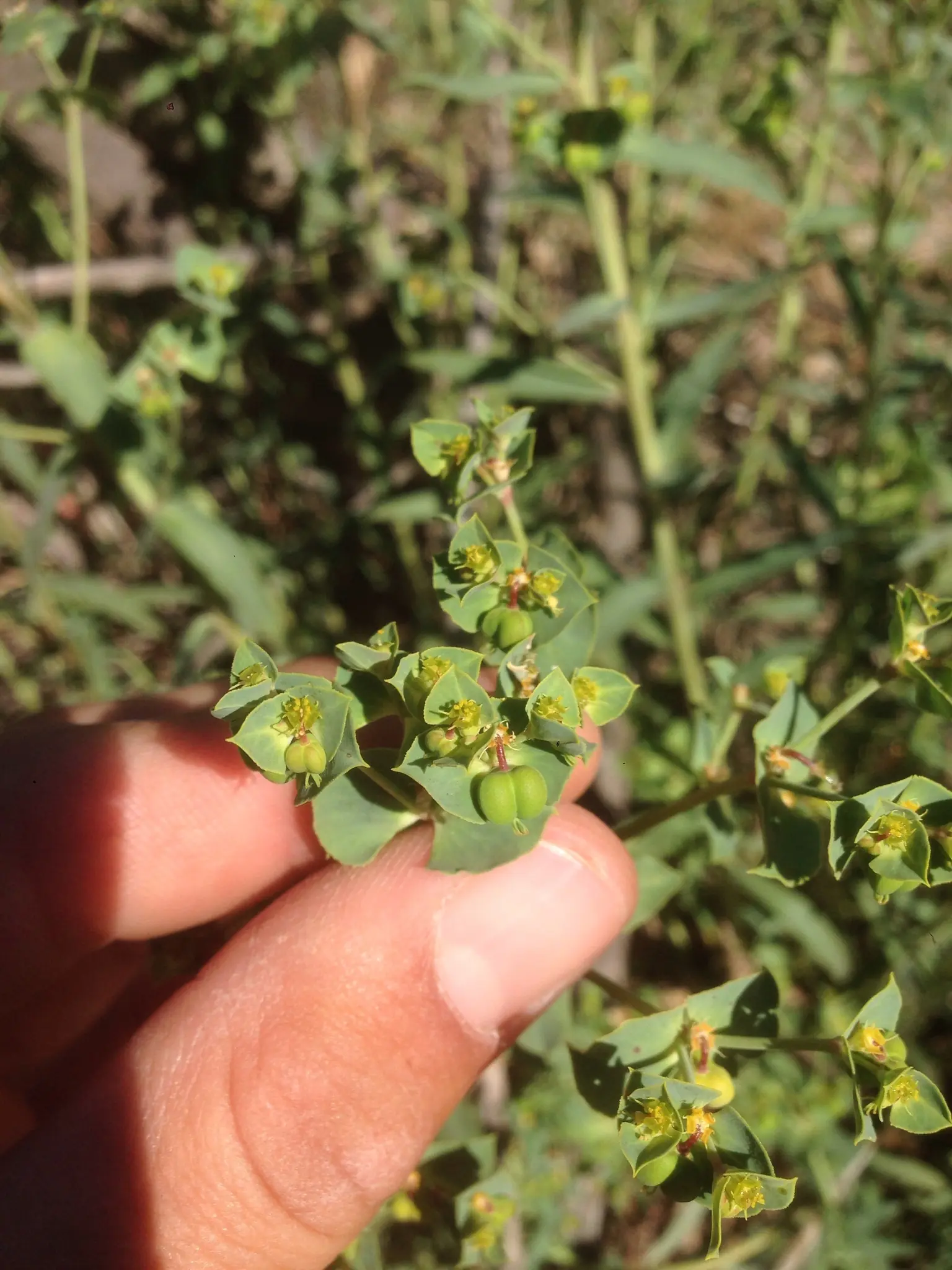Geraldton Carnation Weed | Native Plants