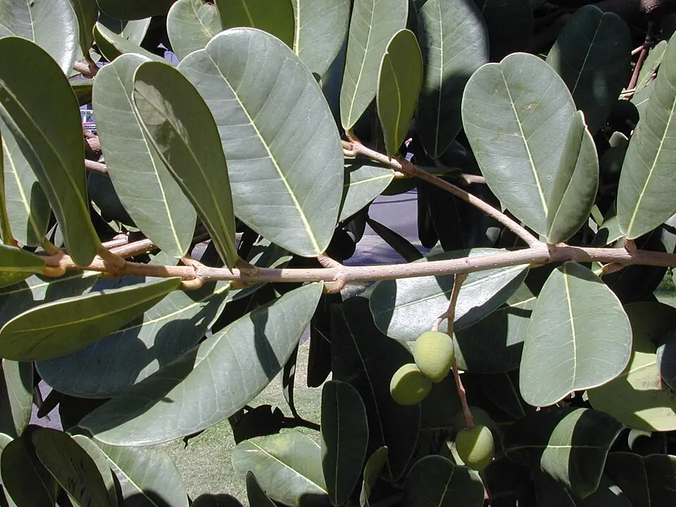 Native Plants - Madagascar Olive