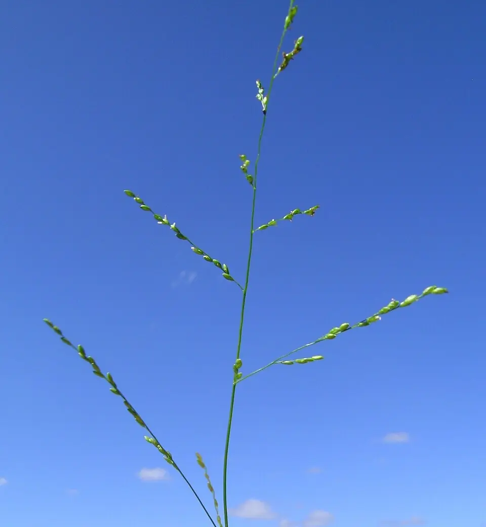 Native Plants - Ottochloa