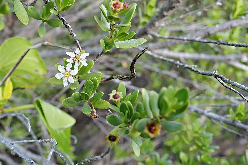 Native Plants - Pemphis