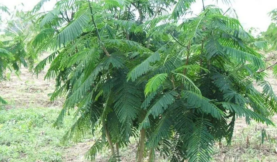 Native Plants - Senegalia Pennata
