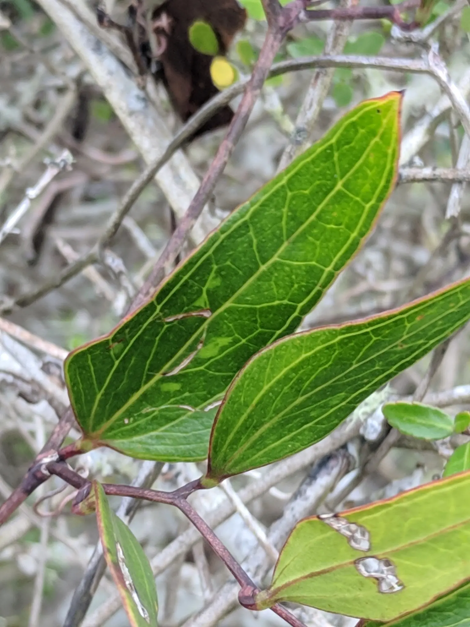 Earleaf Greenbrier | Native Plants
