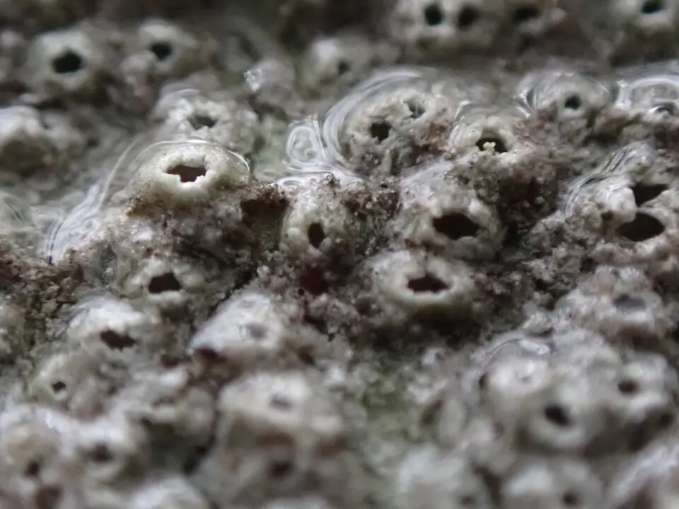 Native Plants - Barnacle Lichen